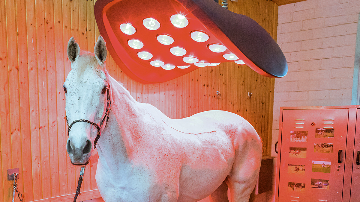 TagesKolumne: Im Pferde-Fitnessstudio