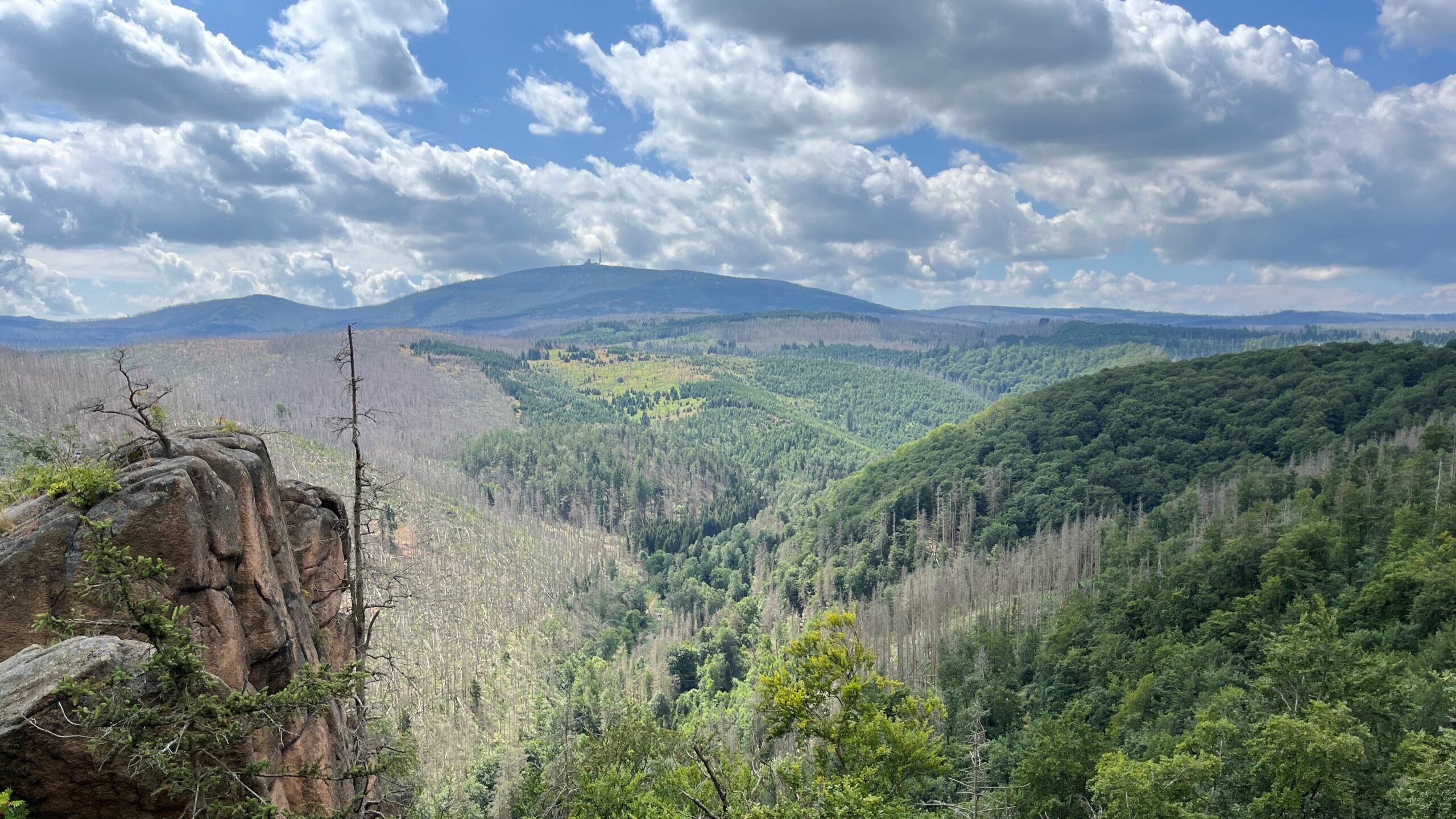 Wie sich der Wald im Harz fast von selbst wieder auf die Beine hilft ...