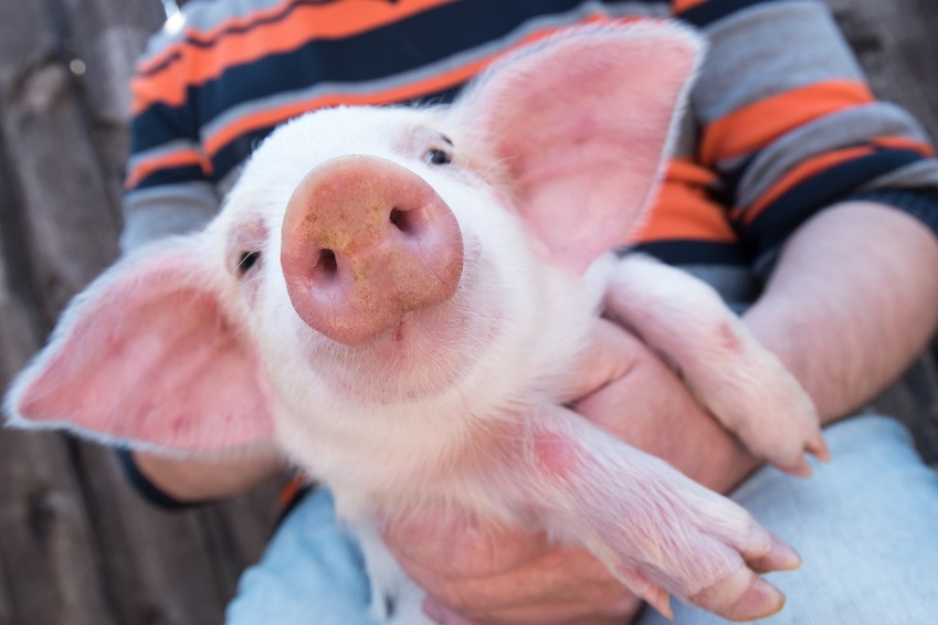 Sollen Bauern die Ferkel selbst betäuben und kastrieren? Otte-Kinast ...